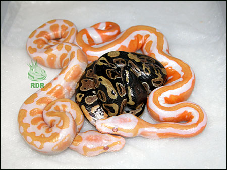 Amazing looking ball python. | MonsterFishKeepers.com