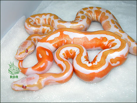 Amazing looking ball python. | MonsterFishKeepers.com