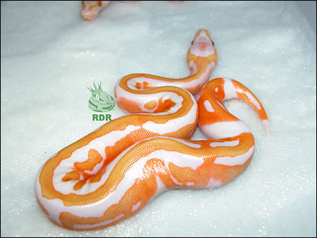 Amazing looking ball python. | MonsterFishKeepers.com