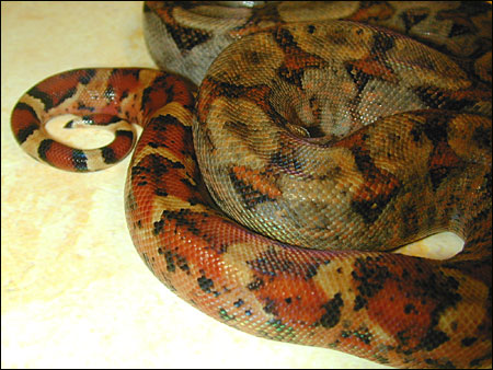 Ralph Davis Reptiles