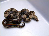 Ralph Davis Reptiles - Collection - Boas - Striped Albino Boa