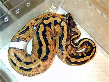 Pied or not? | FaunaClassifieds