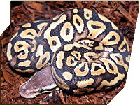 Ralph Davis Reptiles - The Martrix - Proven/Designer/Unproven Traits