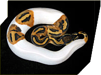 Ralph Davis Reptiles - The Martrix - Proven/Unproven Traits