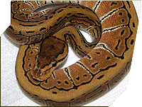 Ralph Davis Reptiles - The Martrix - Proven/Unproven Traits