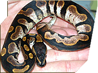 Ralph Davis Reptiles - The Martrix - Proven/Unproven Traits