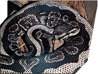 Ralph Davis Reptiles - The Martrix - Proven/Unproven Traits