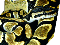 Ralph Davis Reptiles - The Martrix - Proven/Unproven Traits